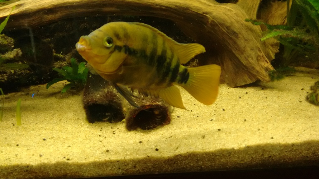 Geslacht Herotilapia multispinosa - Het Nederlandse Cichliden Forum